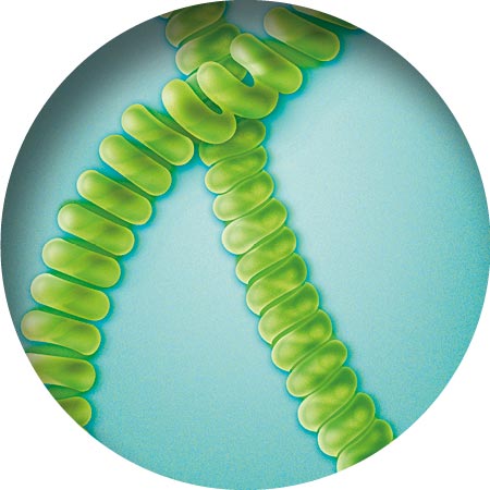 Spirularin® N Nagelspray pflegt und schützt trockene Nägel